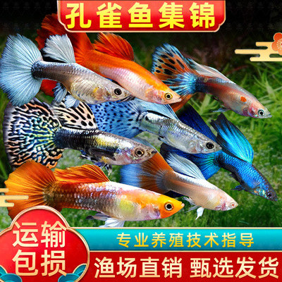 精品孔雀鱼活鱼小型鱼热带鱼苗观赏鱼新手好养耐活淡水凤尾胎生鱼