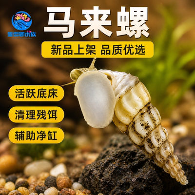 马来螺黄金观赏螺清洁鱼缸粪便杂质水藻净化水质草缸净水繁殖好养