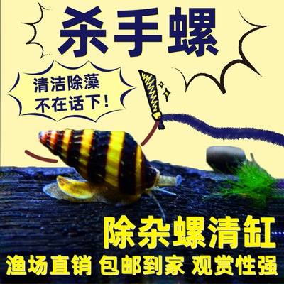 杀手螺观赏净水除藻杂螺除涡虫淡水蜜蜂宝塔螺工具清洁鱼缸钻纹蜗