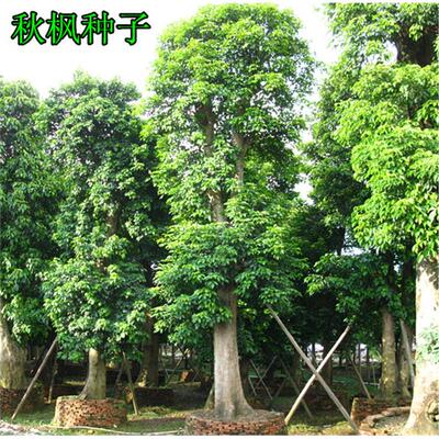 秋枫种子 大秋枫 秋风子 茄冬 红桐 过冬梨 朱桐树 乌杨林木种子