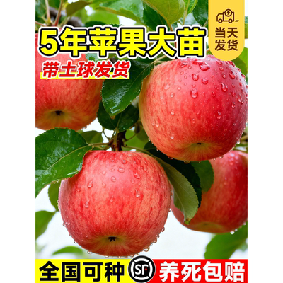 苹果树苗南方北种植盆栽地