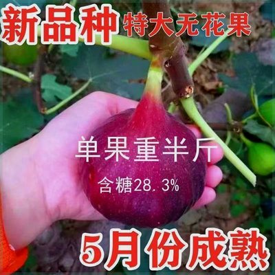 无花果树苗特大新品种波