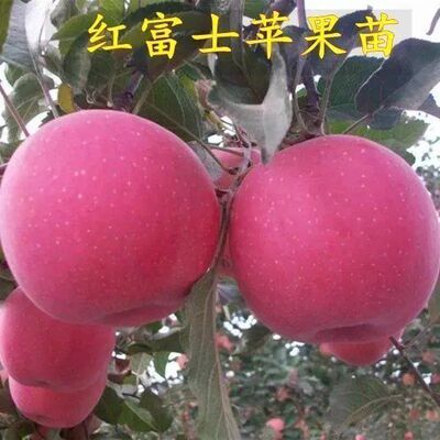烟富10号神富一号苹果树