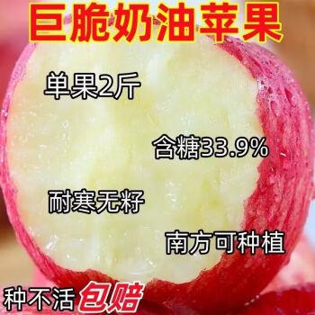 苹果树苗嫁接早熟新品脆甜
