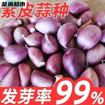 紫皮蒜瓣9斤新鲜干蒜种籽