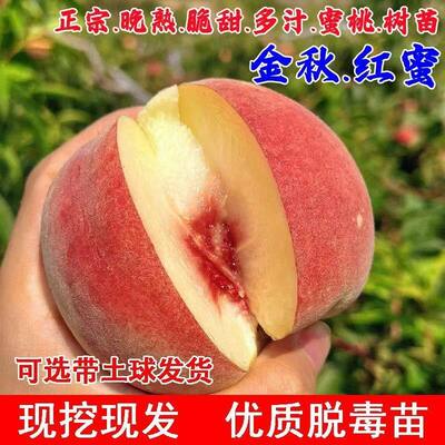 特大桃树果苗嫁接金秋红蜜