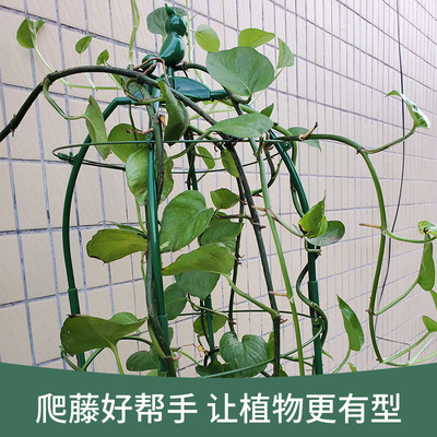 绿萝爬藤架阳台盆栽花支架植物园艺盆攀爬架子藤架伸缩花架藤蔓架