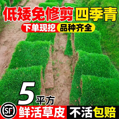 草皮真草坪四季青矮生绿化免修剪