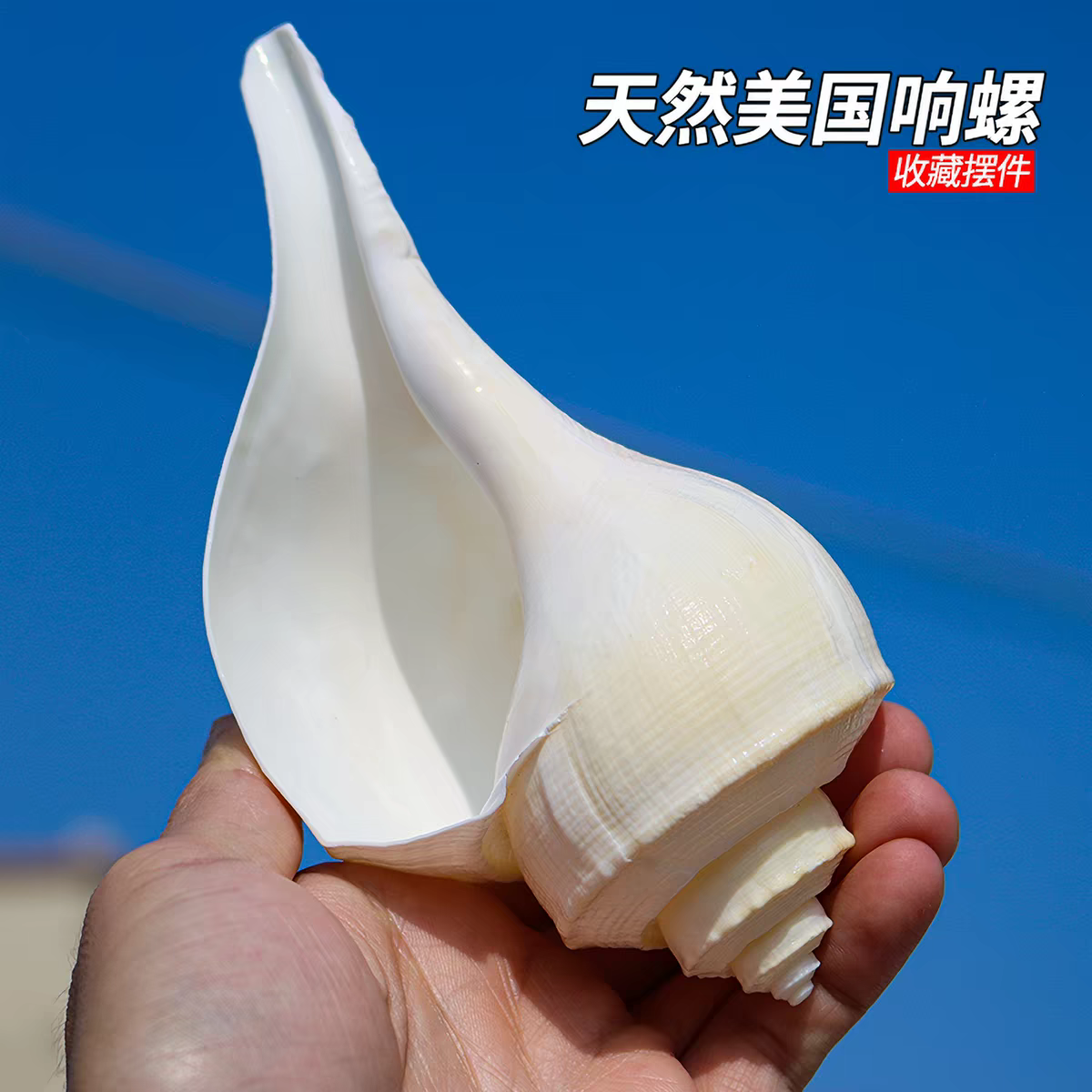 天然海螺贝壳印度铅螺鱼缸造景装饰家居收藏摆件送人礼物工艺品
