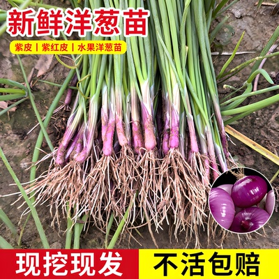 紫皮耐寒水果洋葱秧苗苗子种植