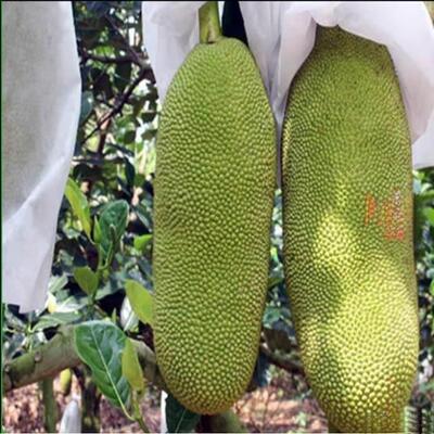 袋香蕉RHM袋虫袋模仿防透套气木菠萝薄膜布袋套袋单蓝无套袋菠萝