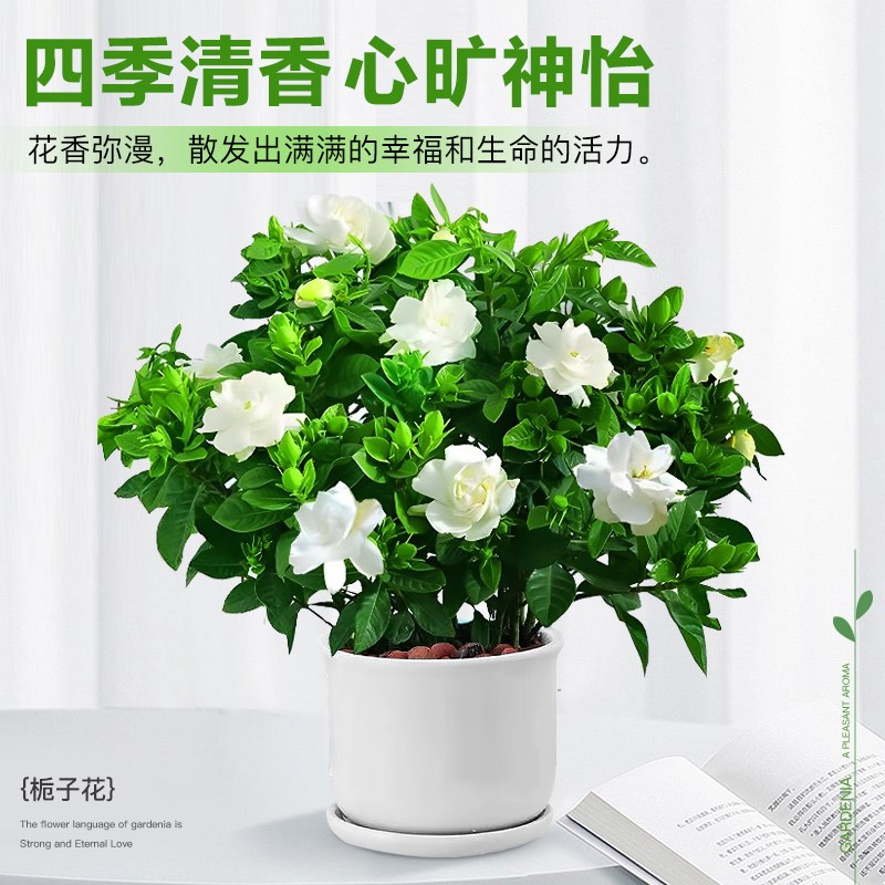 栀子花盆栽四季开花室内桌面浓香带花大苗家庭阳台好养花卉绿植物