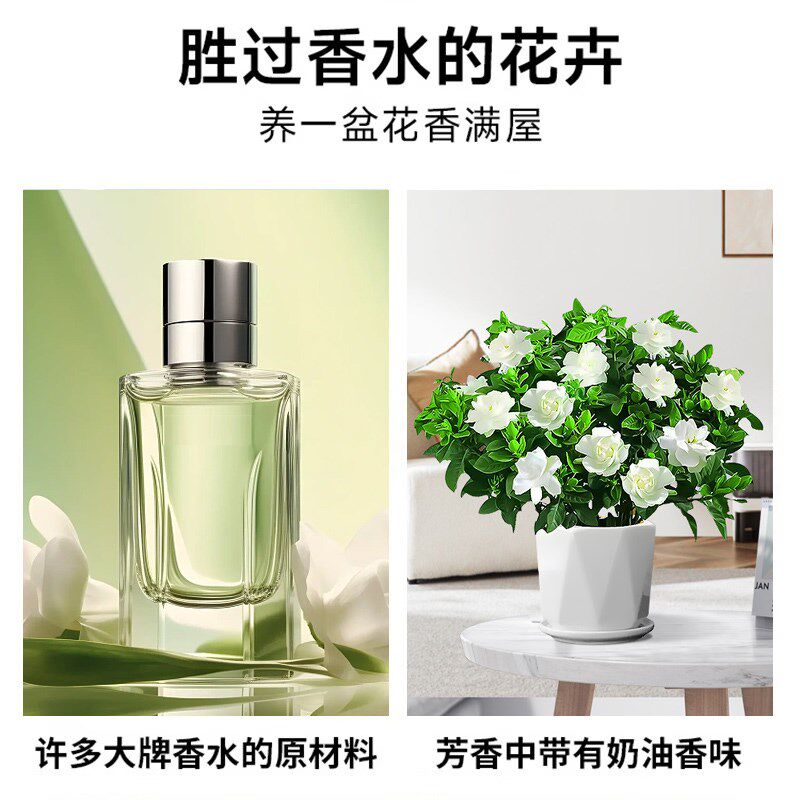 栀子花盆栽四季开花室内桌面浓香带花大苗家庭阳台好养花卉绿植物