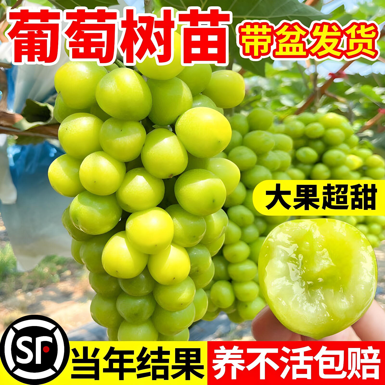 阳光玫瑰葡萄树苖老桩果树果苗晴王巨峰无籽提子藤苗南方种植盆栽