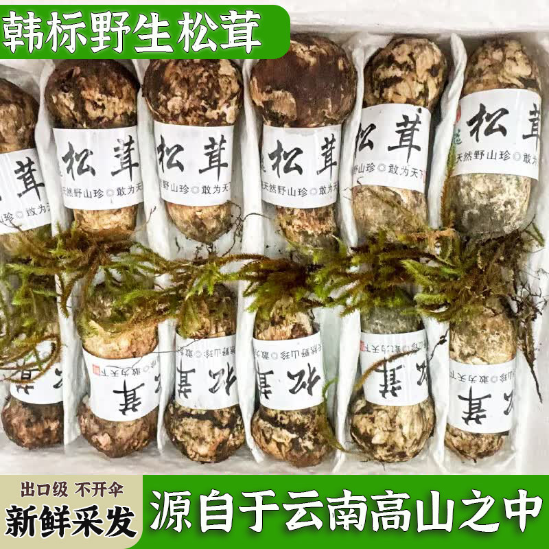 新鲜云南野生松茸 云南特产野生菌菇精品山珍正品香菇云南菌子
