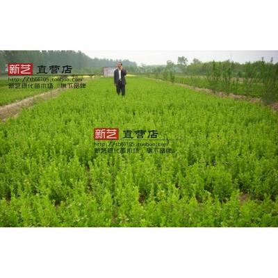 绿化苗木黄杨苗小叶黄杨瓜子黄杨小叶黄杨苗工程绿化篱笆彩色苗
