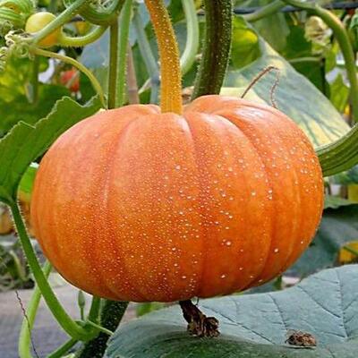 红皮南瓜5斤包邮小南瓜新鲜蔬菜金倭瓜老南瓜软糯香甜板栗味