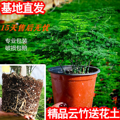 唐山矮生云竹文竹云松竹办公室内好养绿植桌面小盆栽包邮