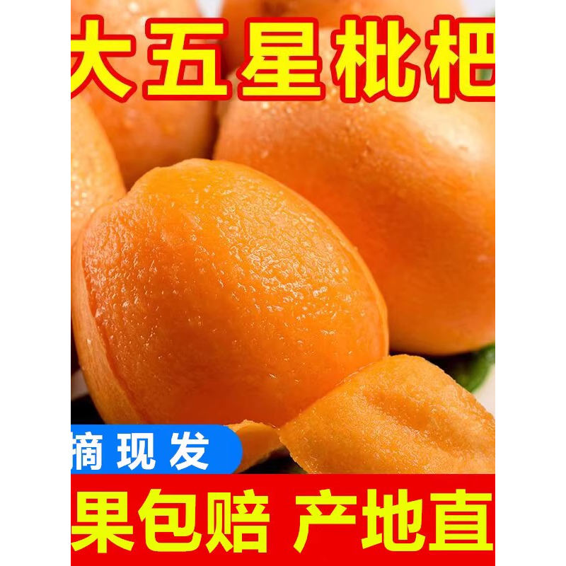 顺丰现货高山大五星新鲜大果甜枇杷当季水果琵琶现摘鲜果3/5斤