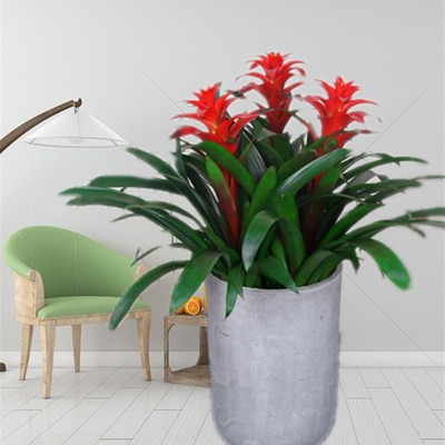 济南雅园花卉绿植济南市内免费送货【鸿运当头】中型盆栽花卉绿植