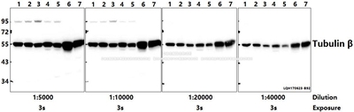 Bioworld内参抗体Tubulin β polyclonal Ab微管蛋白β多克隆抗体