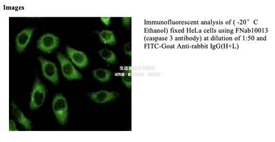 FineTest  FITC-山羊抗兔IgG（H+L） 标记二抗，适用IF, Flow cyt