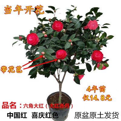 茶花盆栽红色茶花苗带花苞