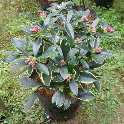 金边瑞香盆栽带盆含花苞