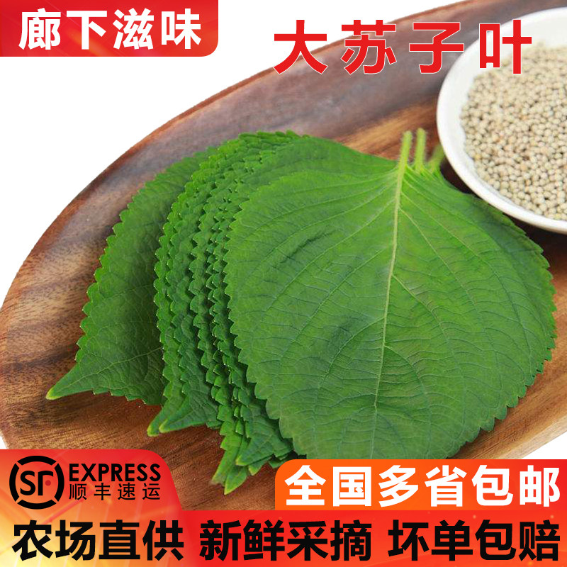 【廊下滋味】新鲜苏子叶大片东北紫苏叶日本料理韩国烤肉包饭泡菜