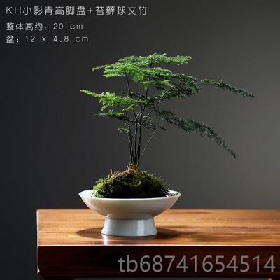 正品文竹藓培件微景观菖蒲盆景绿植乌金石办水公室苔桌面造景摆装