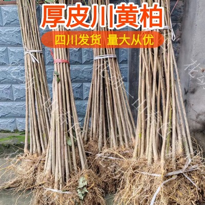四川正宗厚皮大叶川黄柏树苗苗