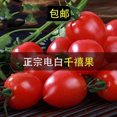正宗电白千禧圣女果樱桃小番茄应季水果小西红柿新鲜孕妇水果礼盒