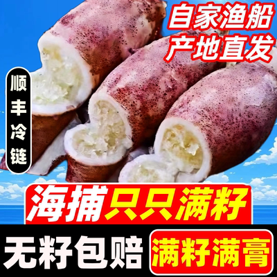 籽乌海兔子满籽满膏全母小鱿鱼墨鱼仔笔管鱼鲜活冷冻乌贼海鲜水产
