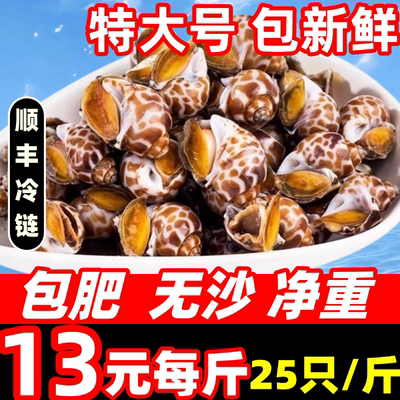 花螺鲜活新鲜海螺特大号海鲜水产鲜活鲜冻冷冻贝类东风螺特大花螺
