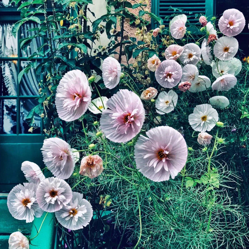 蛋挞波斯菊种子100粒 春秋播种室外花坛花境阳台盆栽易活花卉种籽