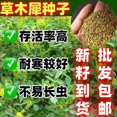 草木犀种籽果园绿肥蜜源