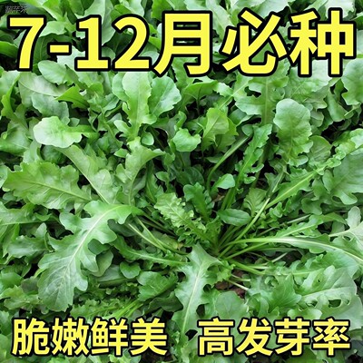 子速高野种台栽四播产蔬