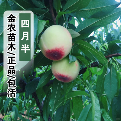 正品包活4月成熟四月半毛桃树苗