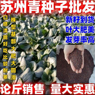 苏州青种子批发包邮论斤销售易货耐抽苔农家蔬菜种子好吃耐寒青菜