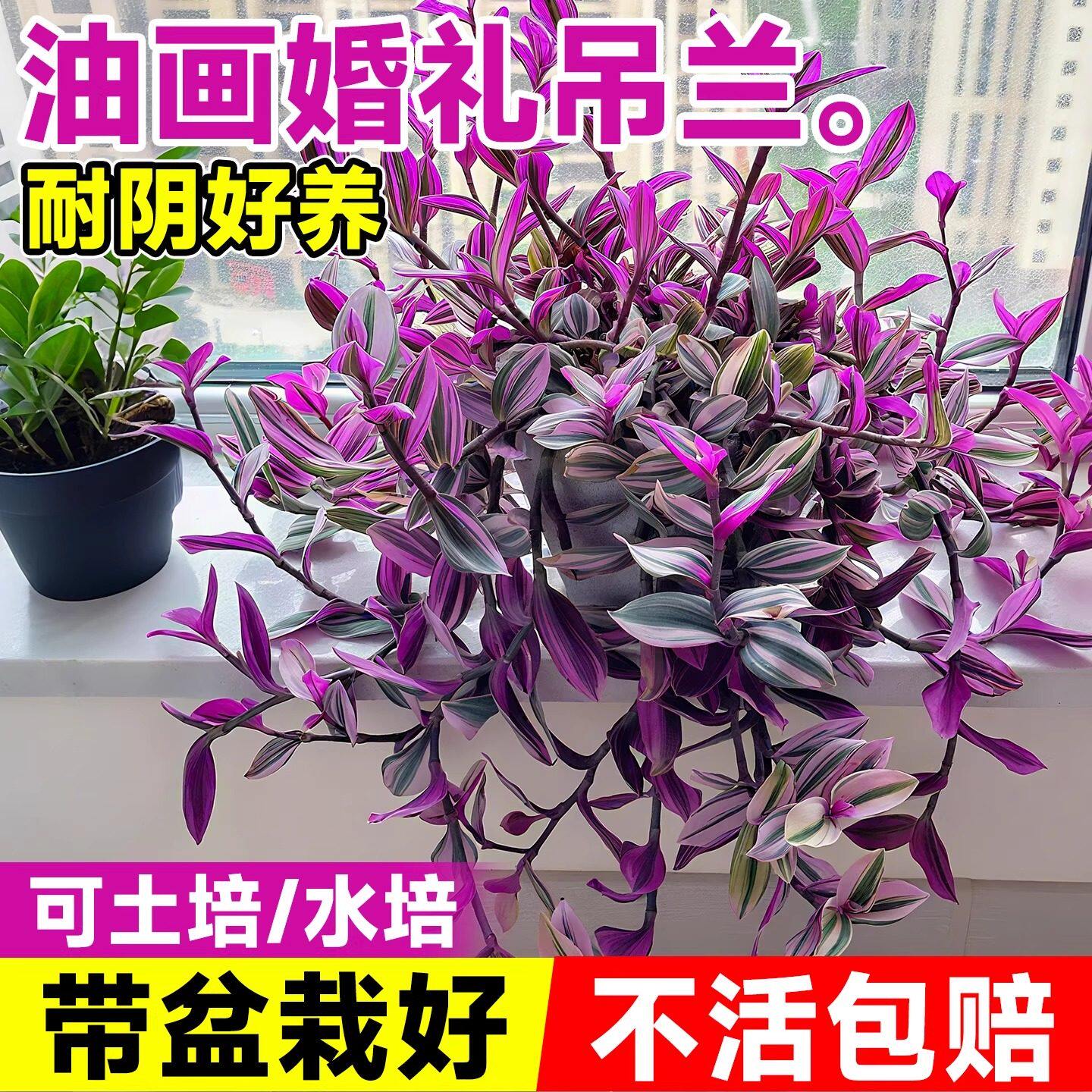 油画婚礼吊兰盆栽紫露兰花水培花卉多肉植物发财树室内好养小绿植