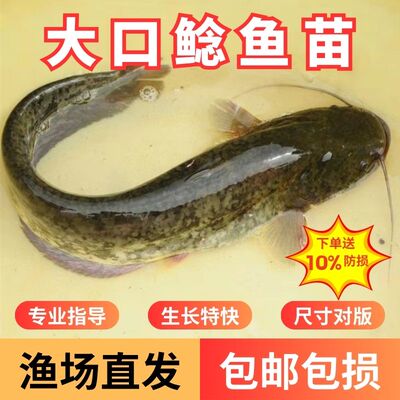 南方大口鲶鱼苗淡水养殖食用