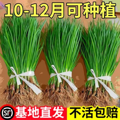 山东紫皮洋葱苗耐寒易活现挖现卖