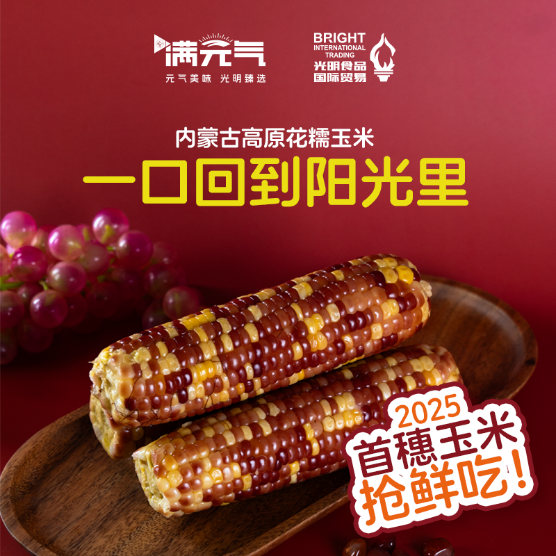 光明满元气2025内蒙古高原头茬新玉米花糯玉米首穗玉米新鲜2根装