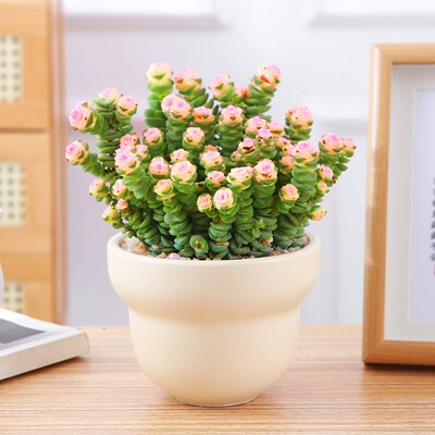 钱串子多肉盆栽星乙女植物室钱串景天小盆景网红观叶绿植