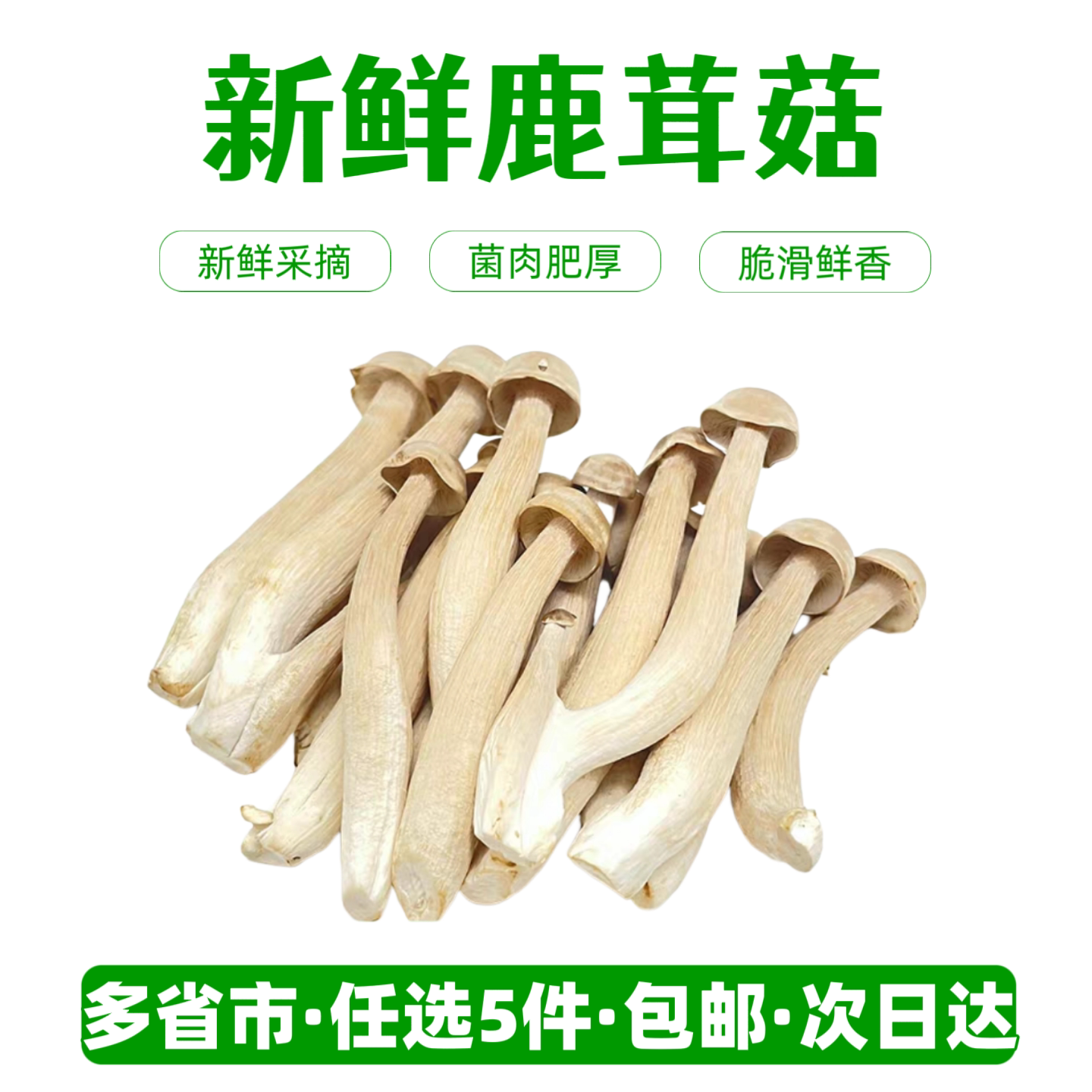 新鲜鹿茸菇【任选5件包邮】新鲜食用菌菇鹿茸菌酒店煲汤火锅食材