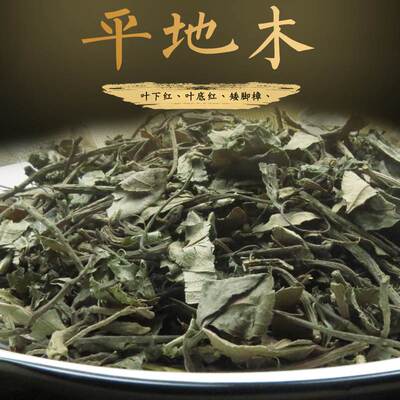 平地木500克矮地茶 矮茶风 不出林 地青杠 老勿大 紫金牛