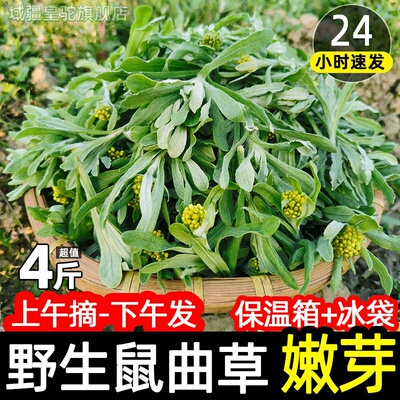 野生清明菜鼠曲草新鲜现摘清明菜