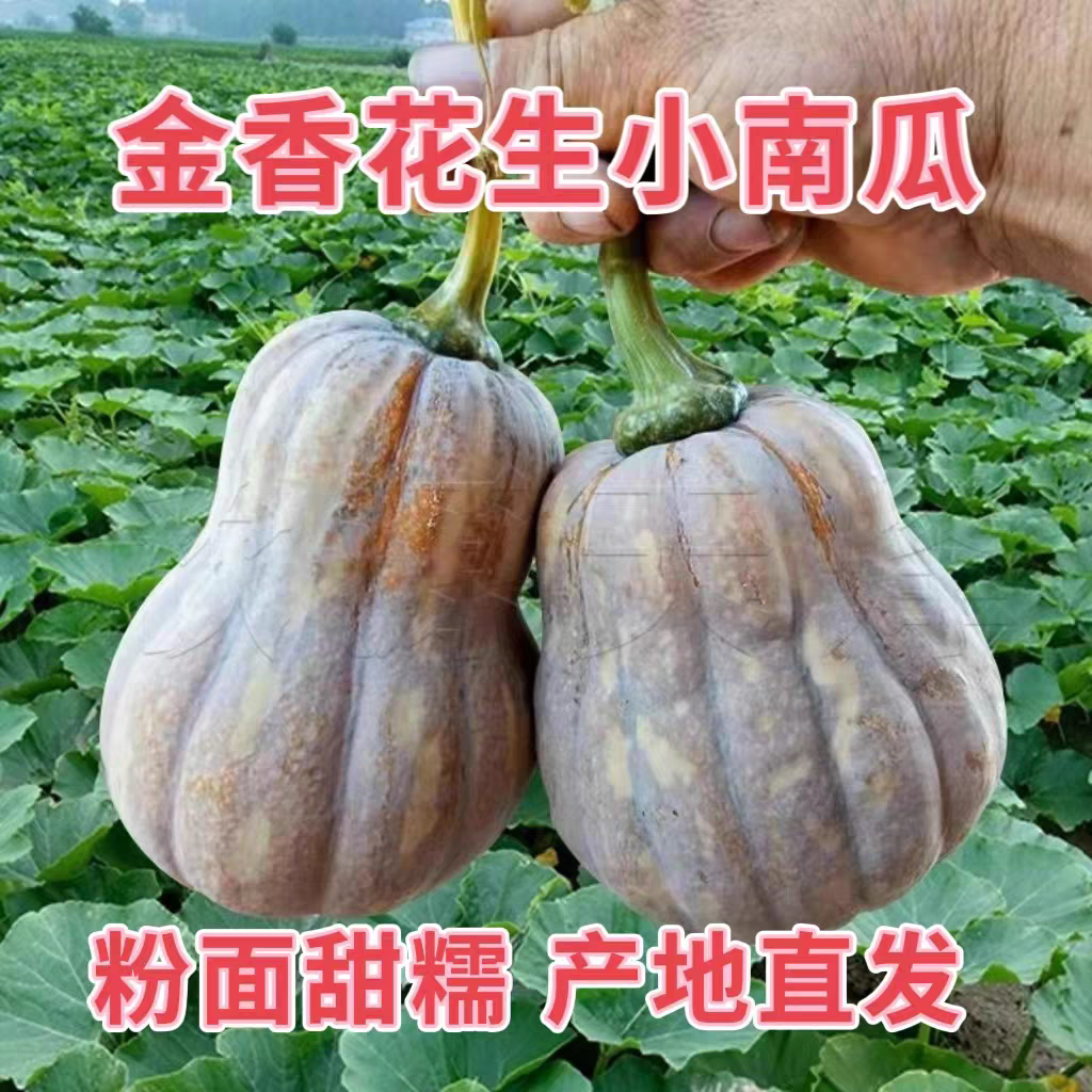 自冉香河南农家自种新鲜金香南瓜香甜软糯净重偏远包邮蜜本老南瓜