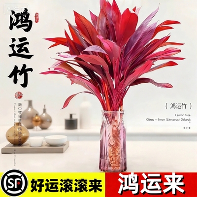 鸿运竹富贵竹鸿运紫竹水培绿植室内招财转运好养花卉四季常青盆栽