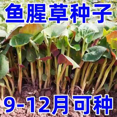 碰土就活鱼腥草种子浇水就疯狂出